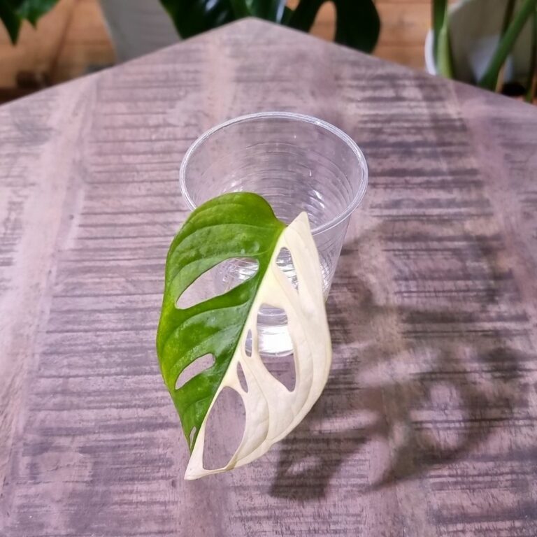 Monstera Ableger Tipps
