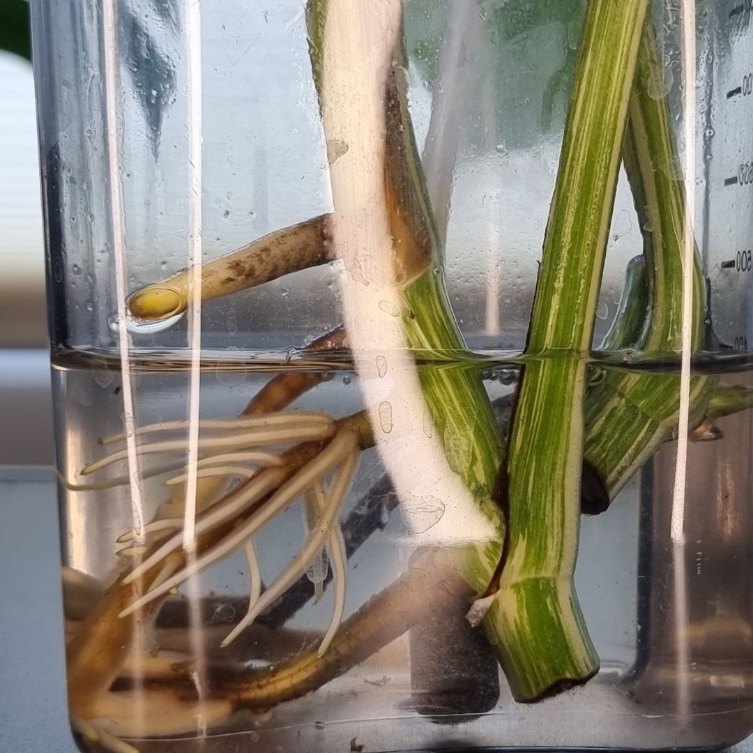 Monstera Ableger Tipps