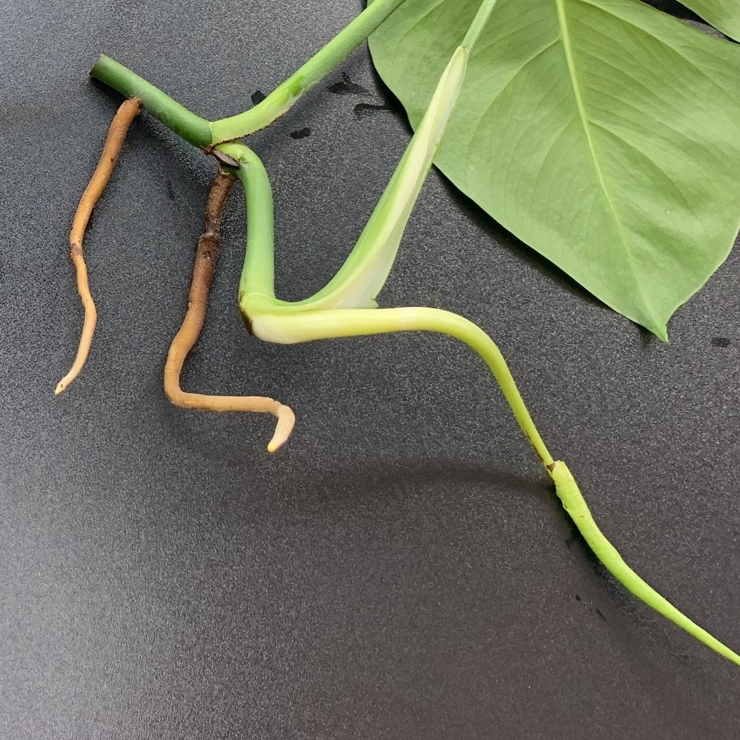 Monstera Ableger Tipps