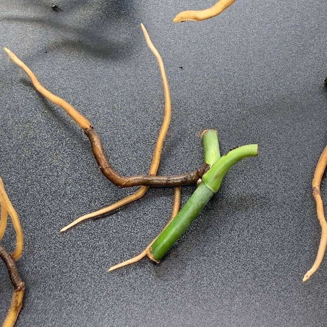 Monstera Ableger Tipps