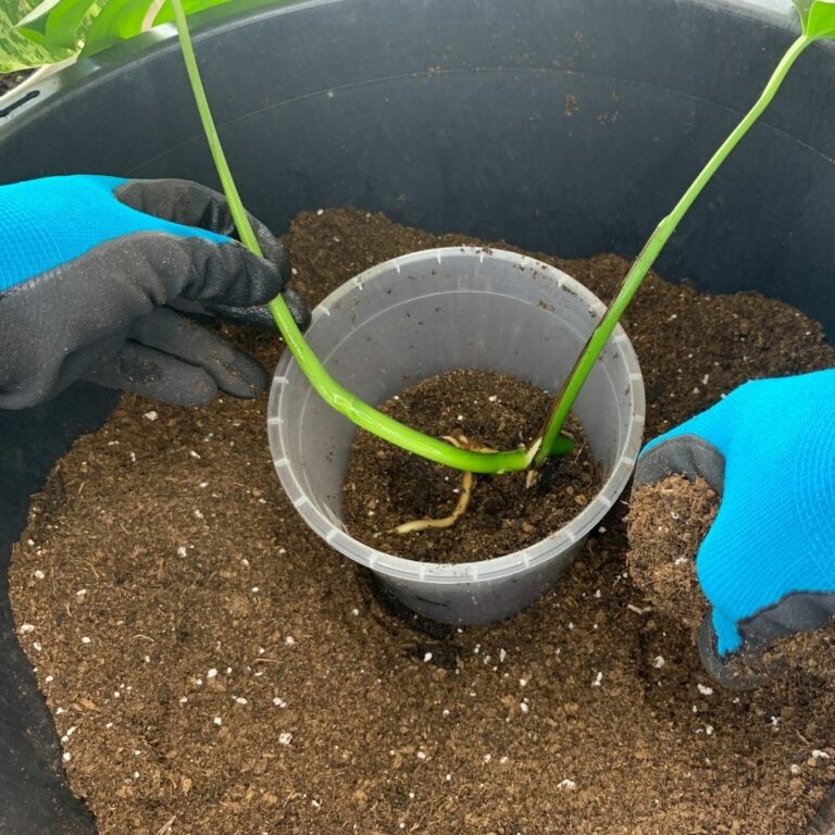 Monstera Ableger Tipps