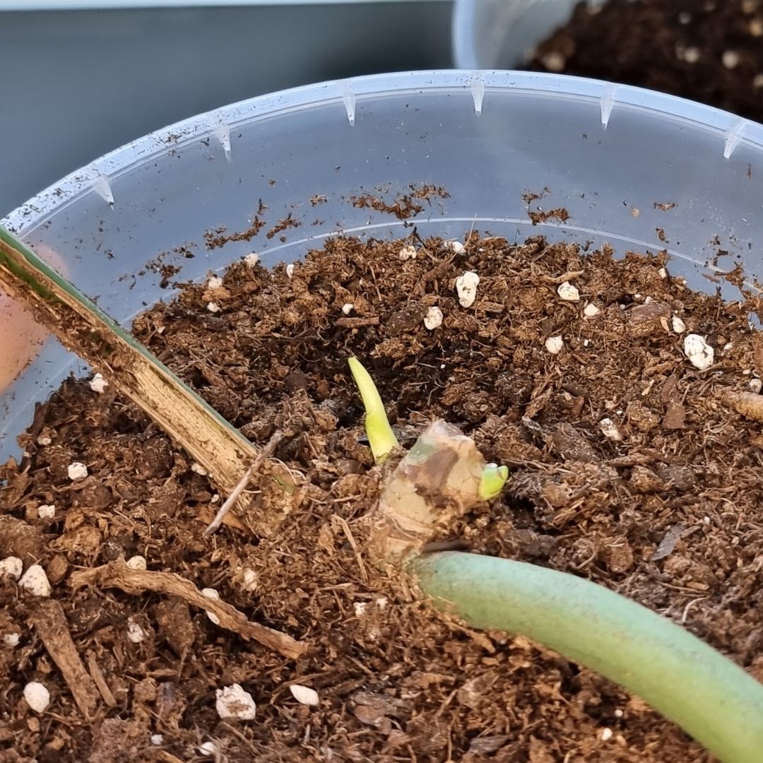 Monstera Ableger Tipps