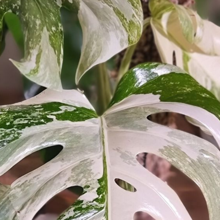 beliebte Monstera Arten - deliciosa, adansonii & Co