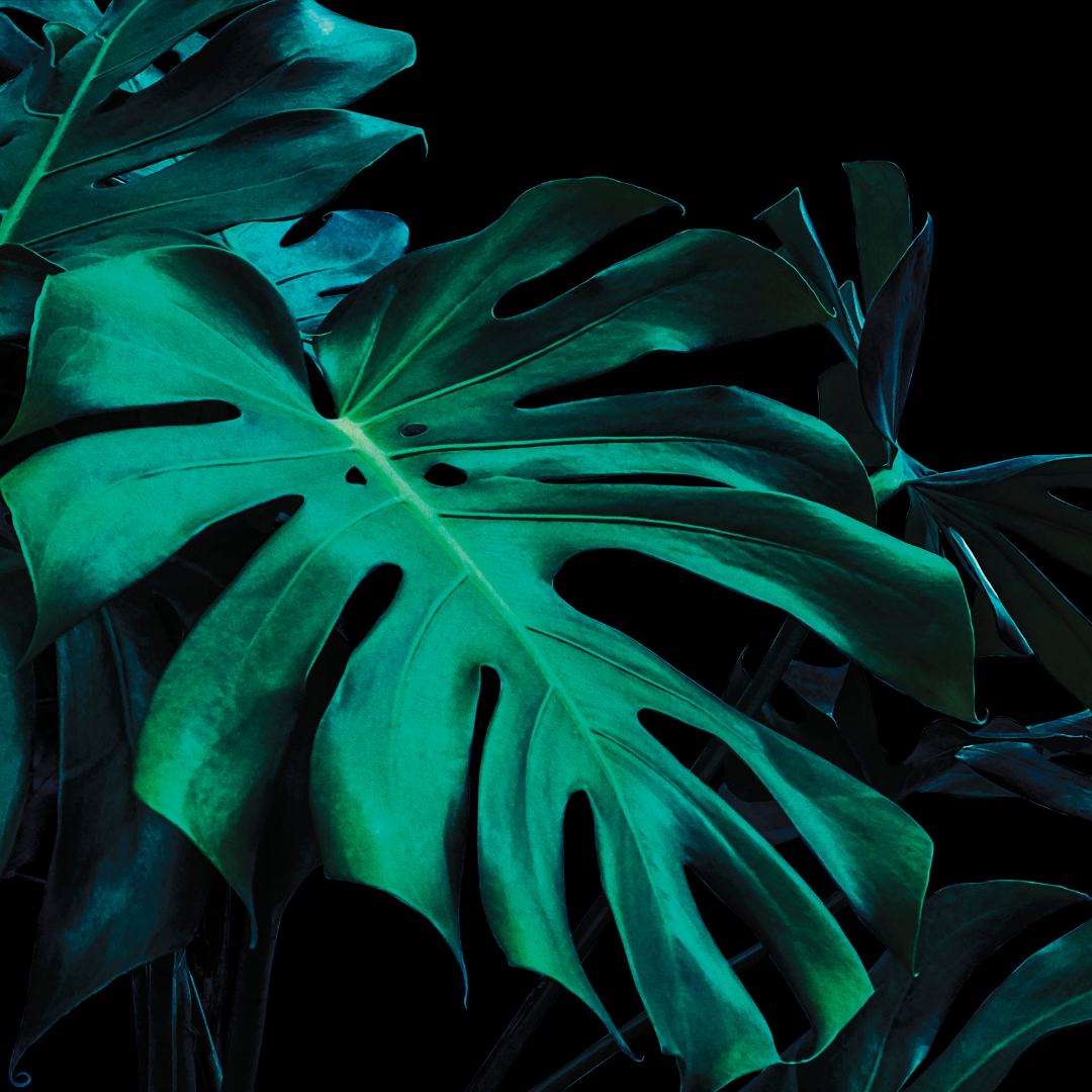 beliebte Monstera Arten - deliciosa, adansonii & Co