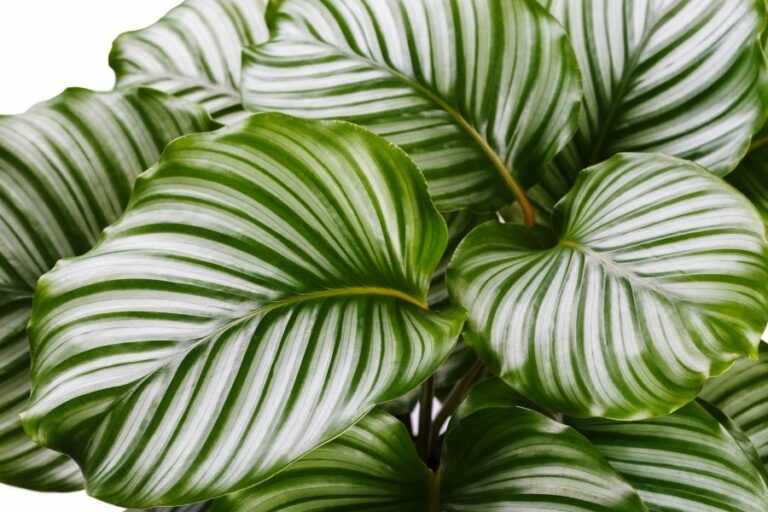 Calathea Orbifolia Standort Archives - Monsteraliebe