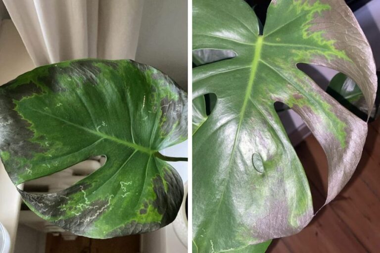 Monstera Krankheiten Bilder