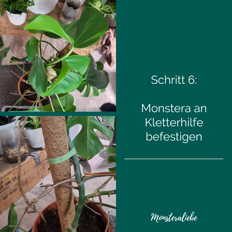 Monstera umtopfen