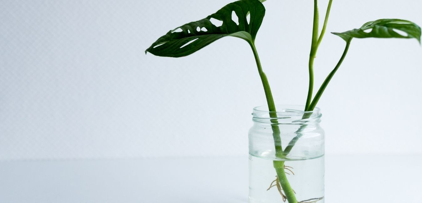Verwunderlich Monstera Adansonii Vermehren Ebenbild