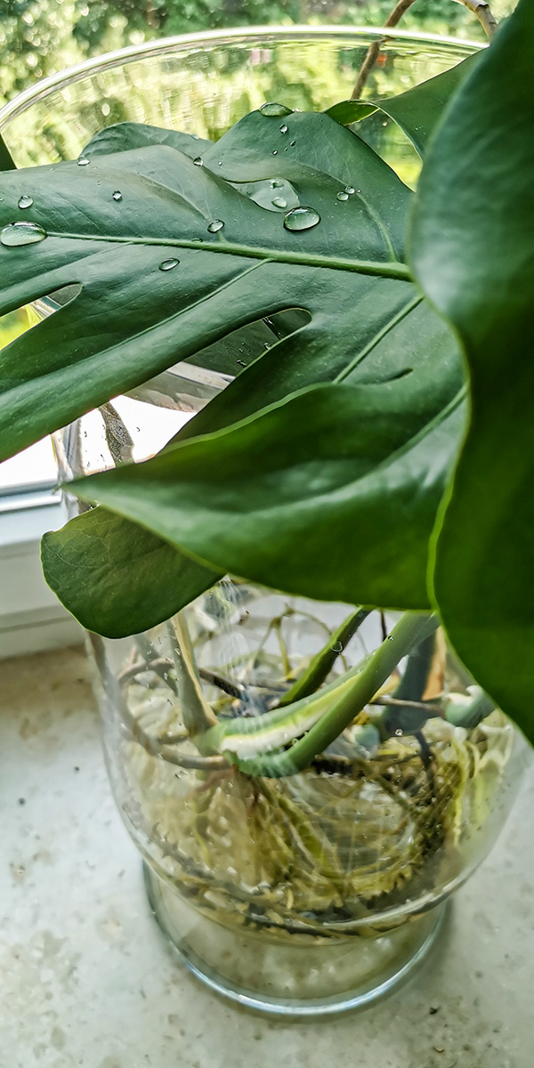 Monstera Water Plants