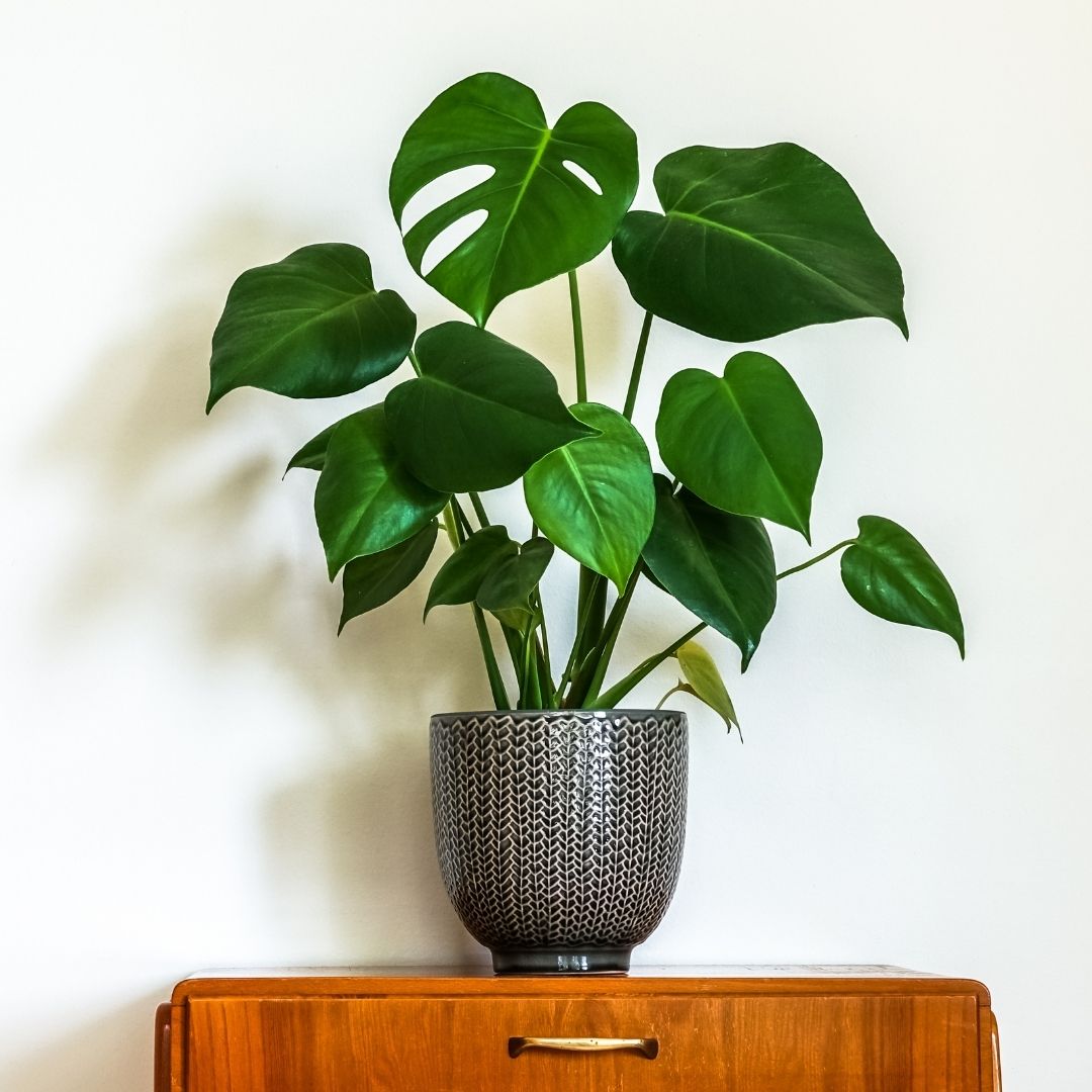 Monstera Pflege Tipps