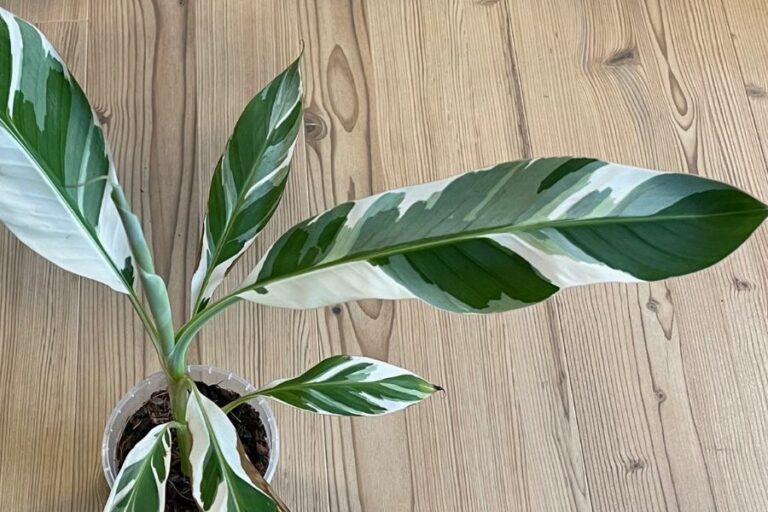 Musa Variegata: Infos & Pflegetipps