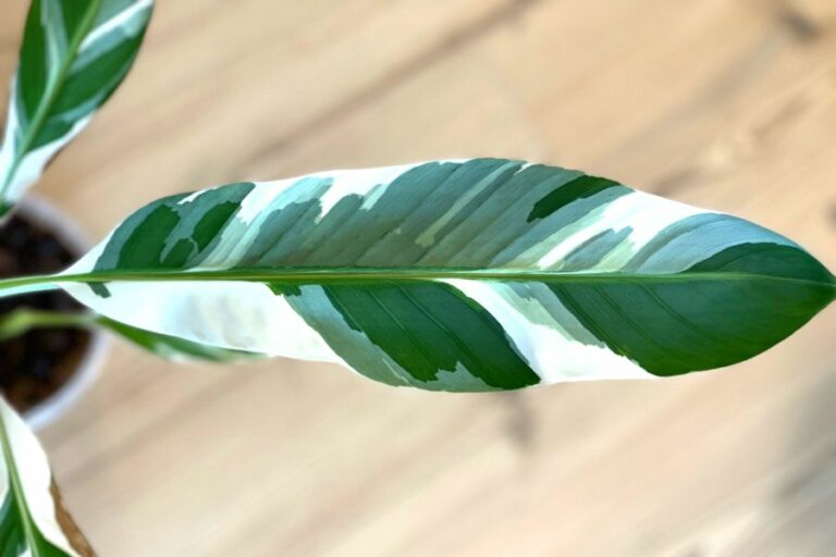 Musa Variegata: Infos & Pflegetipps